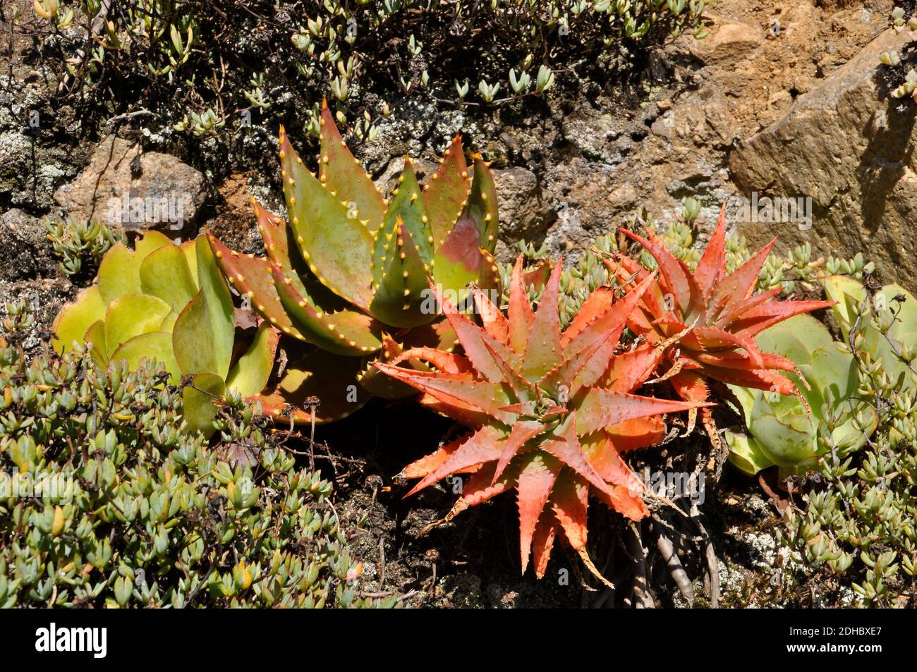Colourfull succulent plants on a south facing rockery in the Abbey ...