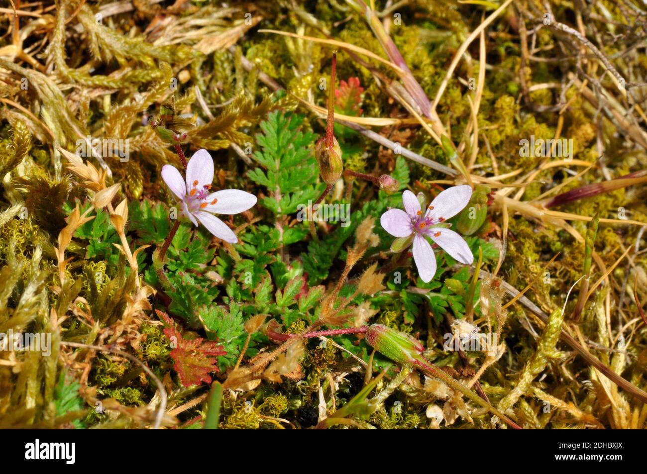 Common storksbill "Erodium cicutarium " on a pebble beach on the island ...
