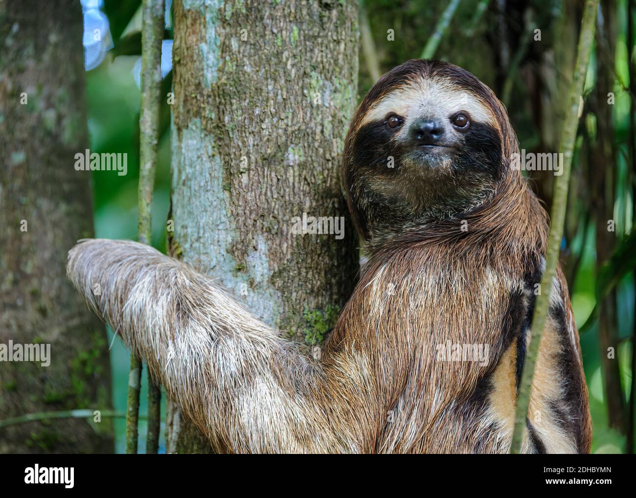 Three-toed sloth portrait in a tree Stock Photo - Alamy