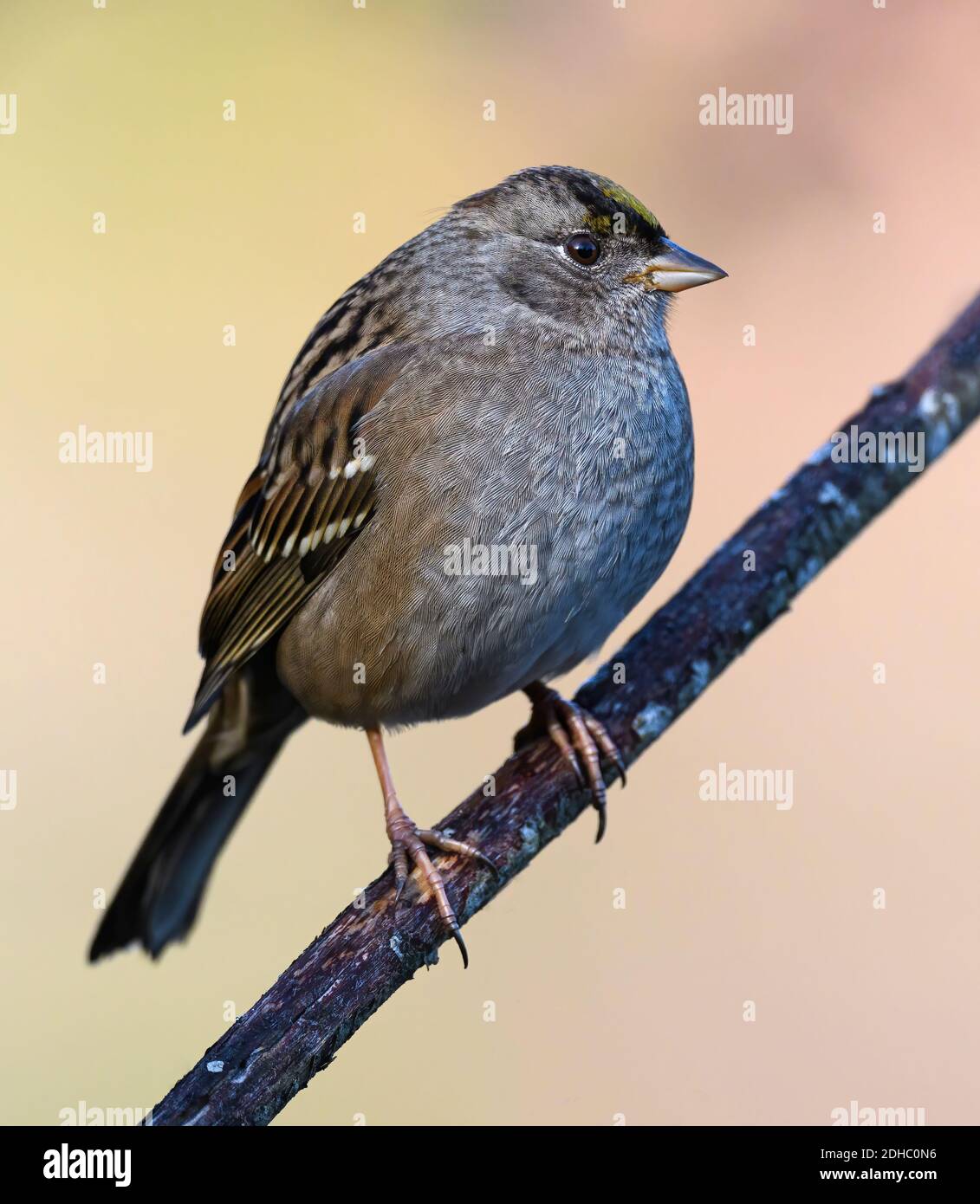 Golden-crowned sparrow perched on branch with soft pastel background ...