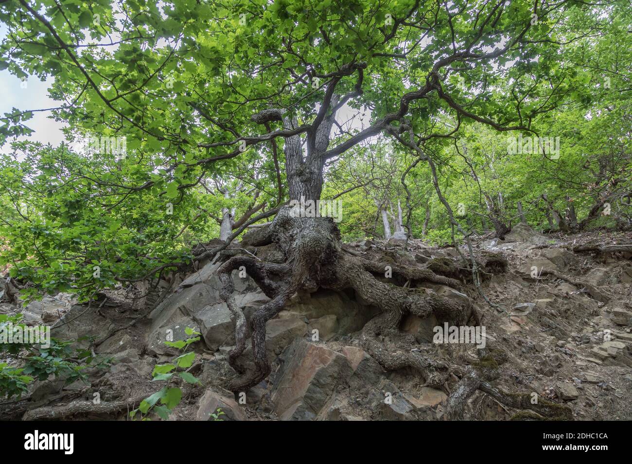 old oak tree at steep slope Stock Photo - Alamy