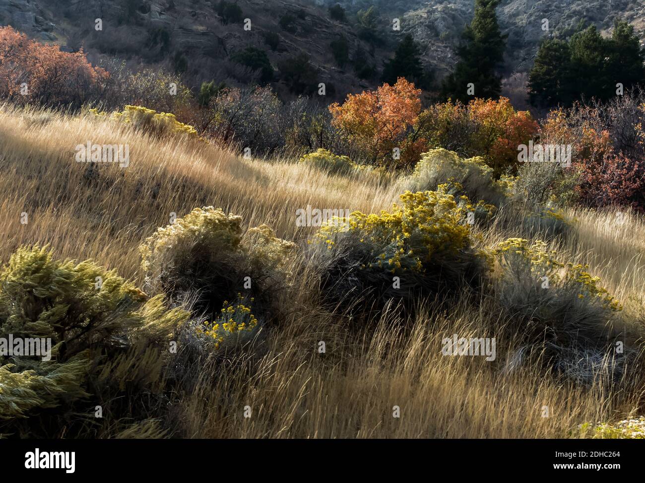 Fall color in the Utah mountains Stock Photo - Alamy