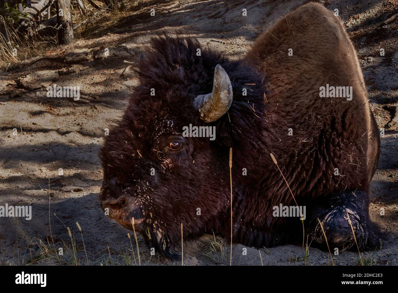 Bison in Yellowstone National Park after dust bath Stock Photo - Alamy