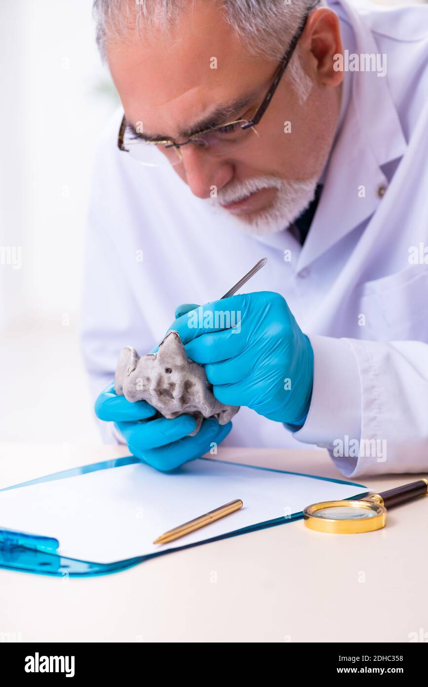 Paleontologist working hi-res stock photography and images - Alamy