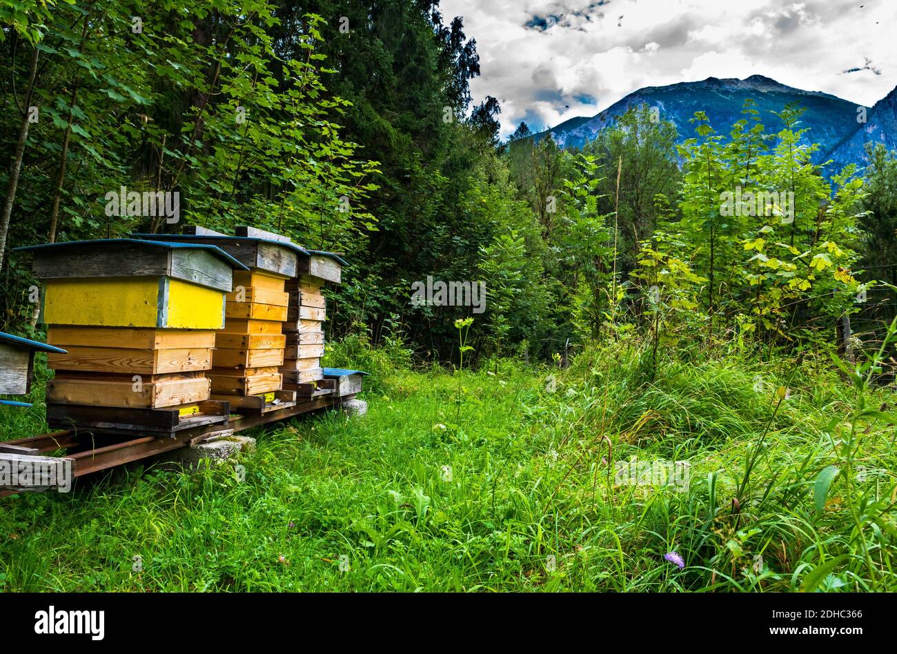Busy Honey Bees Fly Into Bee Hive In Mountain Landscape With Forest ...