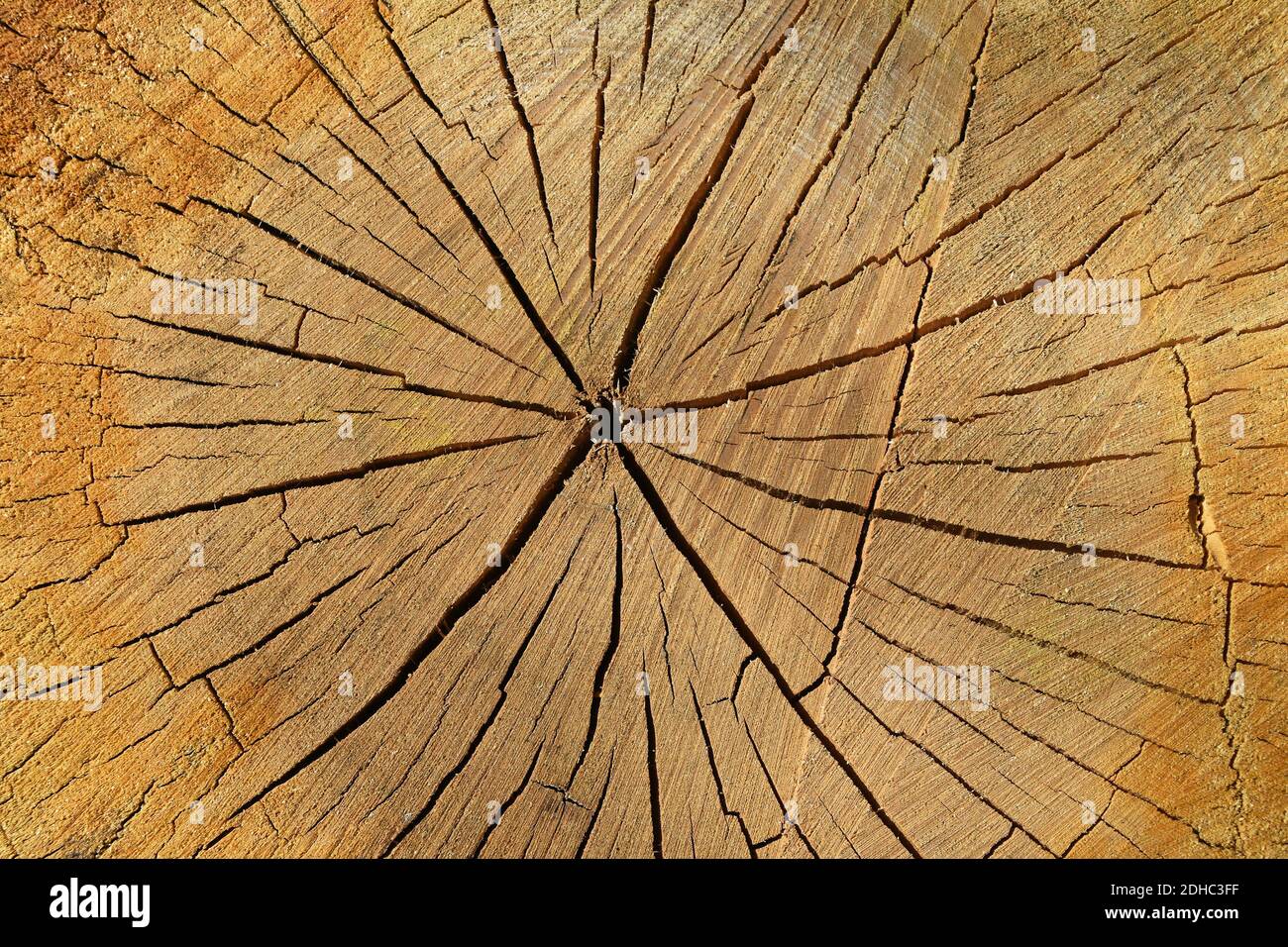 Close up background texture of old weathered tree trunk cross section ...