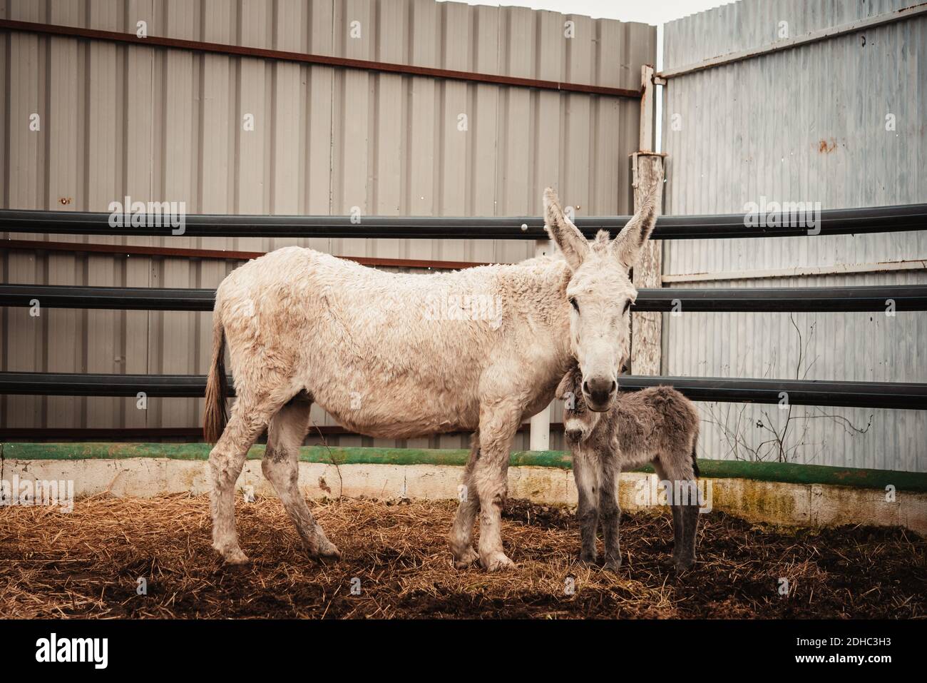 A closeup of an adorable donkey with its child in a farm in the ...