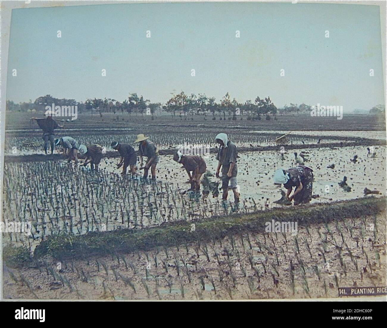 Planting rice history hi-res stock photography and images - Alamy