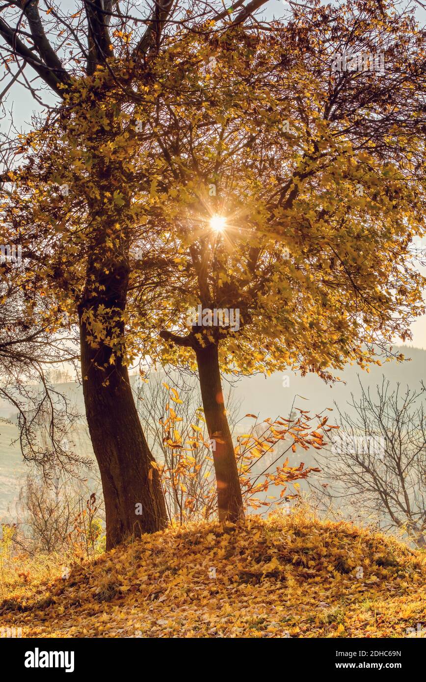 Fall Birch Tree with sunlight Stock Photo - Alamy