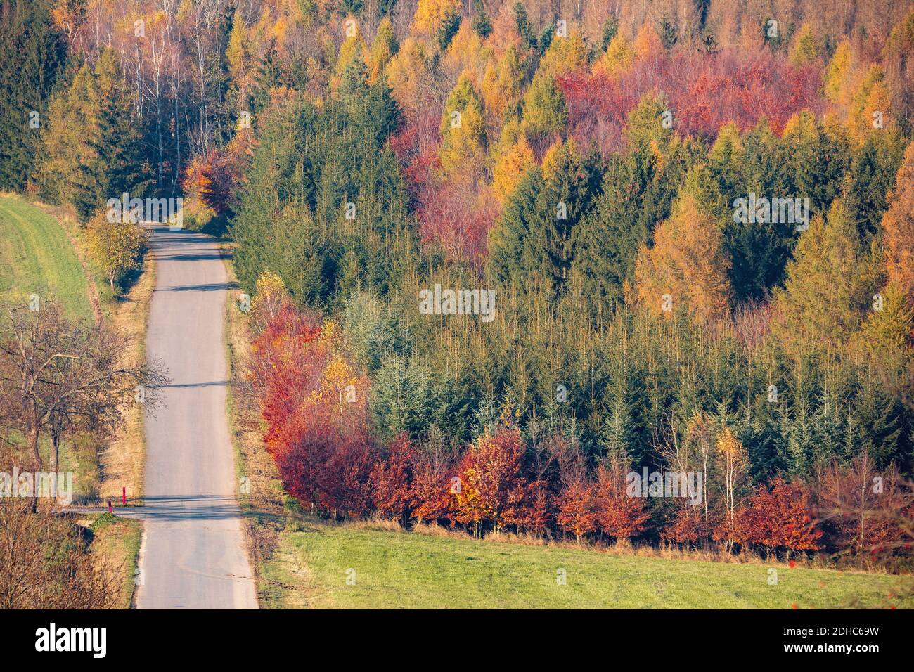 Autumn forest nature. Vivid fall colors Stock Photo - Alamy