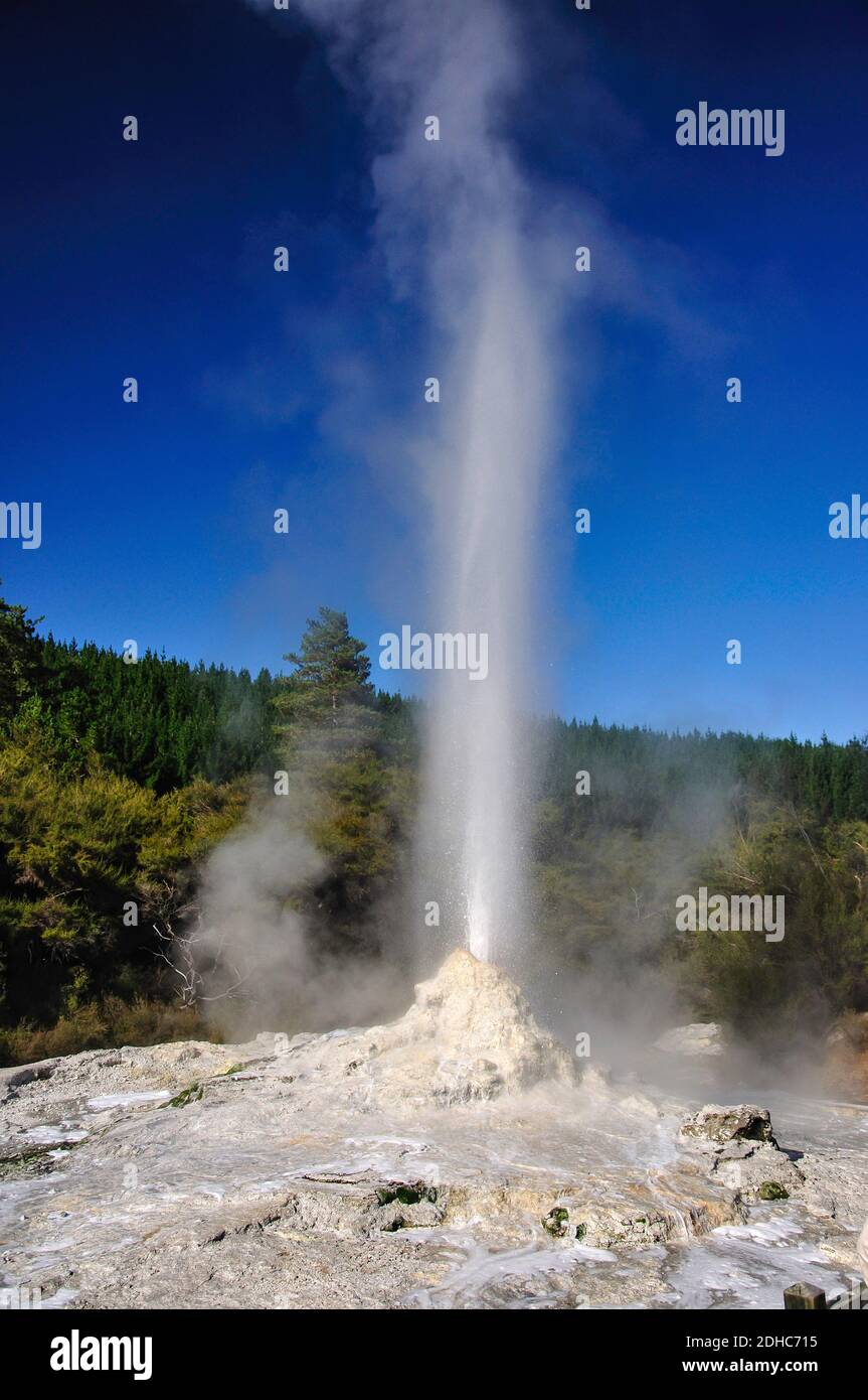 Lady knox geyser wai o tapu hi-res stock photography and images - Alamy