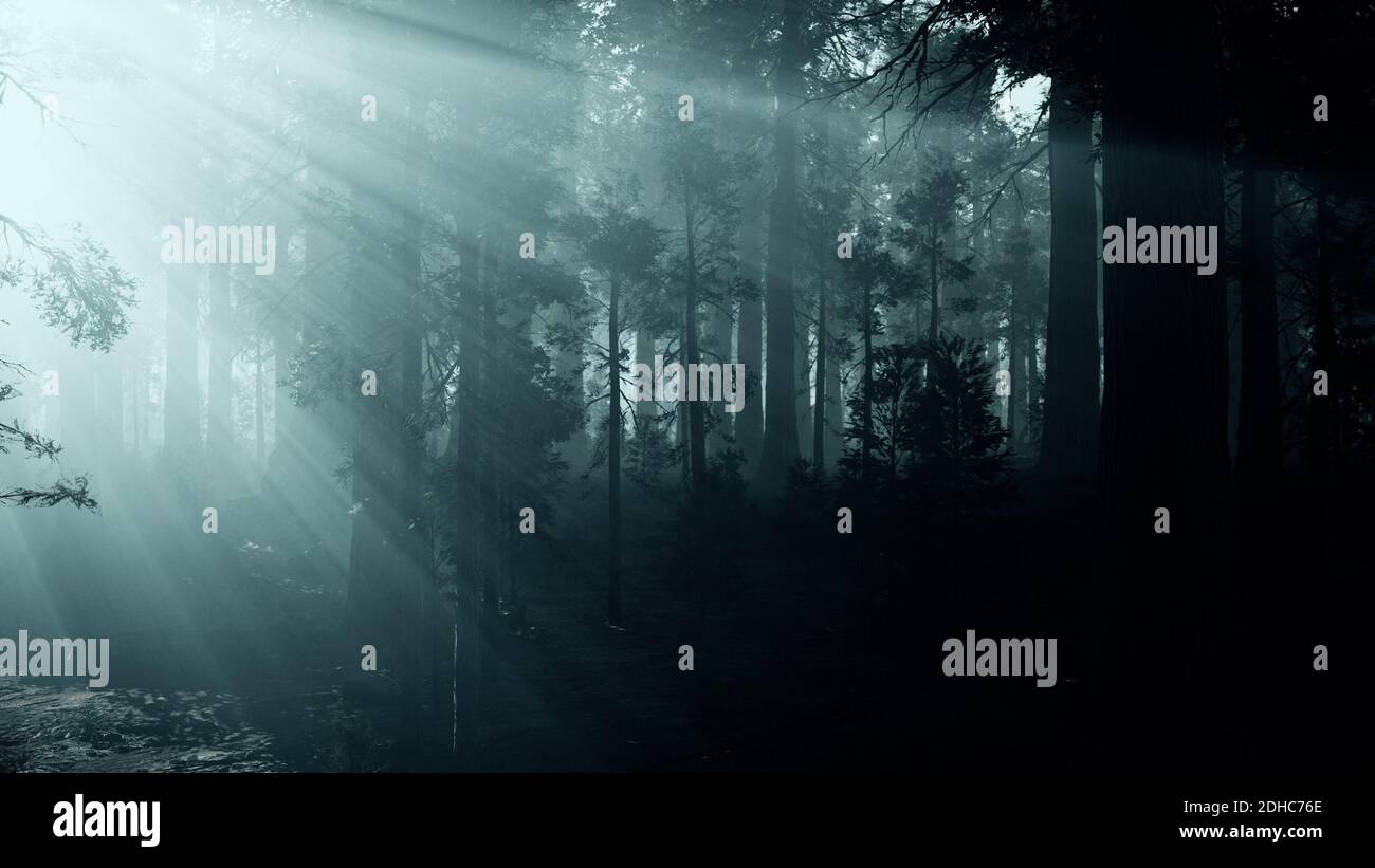 Black tree trunk in a dark pine tree forest Stock Photo - Alamy