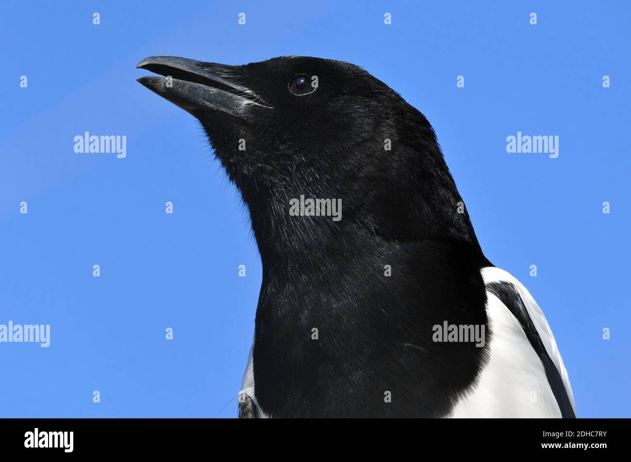 Eurasian magpie or common magpie, Elster, Pie bavarde, Pica pica ...