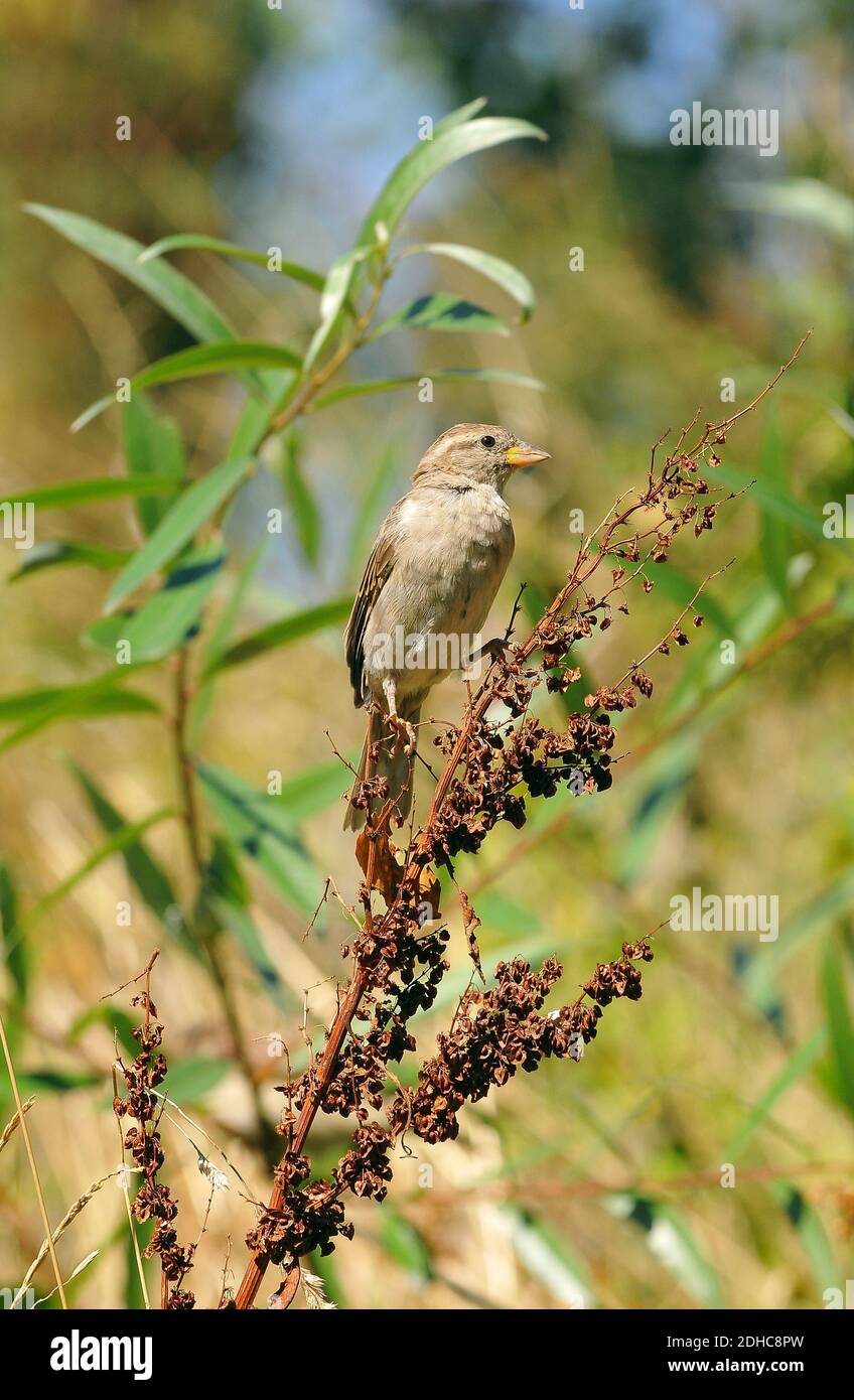Moineau hi-res stock photography and images - Alamy