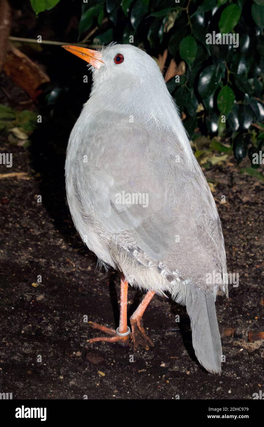 kagu or cagou, Rhynochetos jubatus, Endangered Stock Photo - Alamy