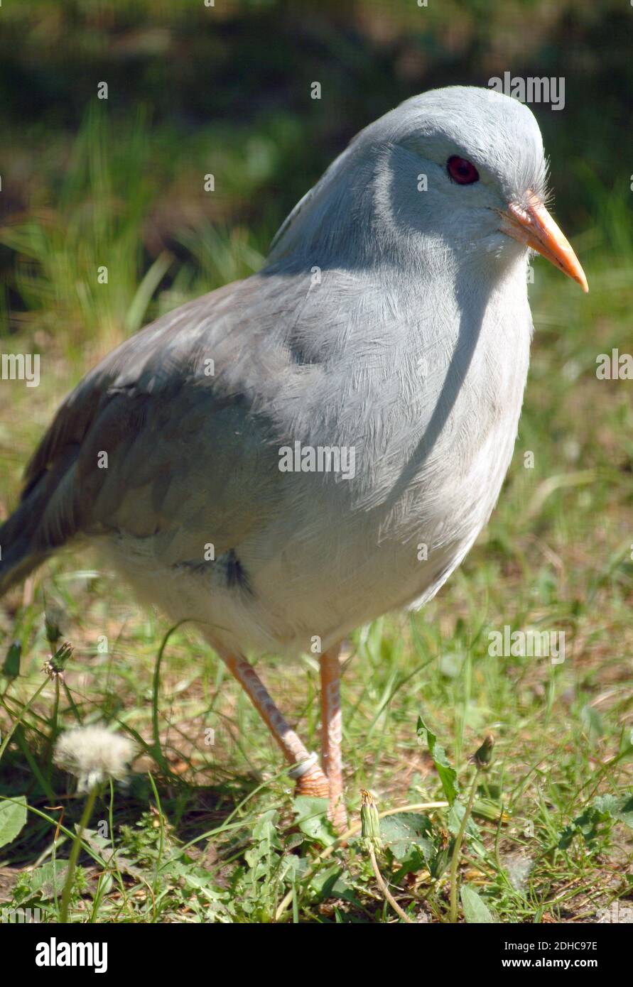 Rhynochetos hi-res stock photography and images - Alamy