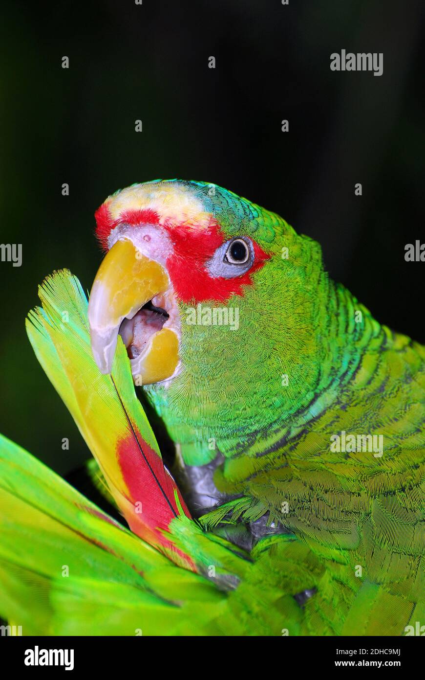 White-fronted amazon, spectacled amazon parrot, Weißstirnamazone ...