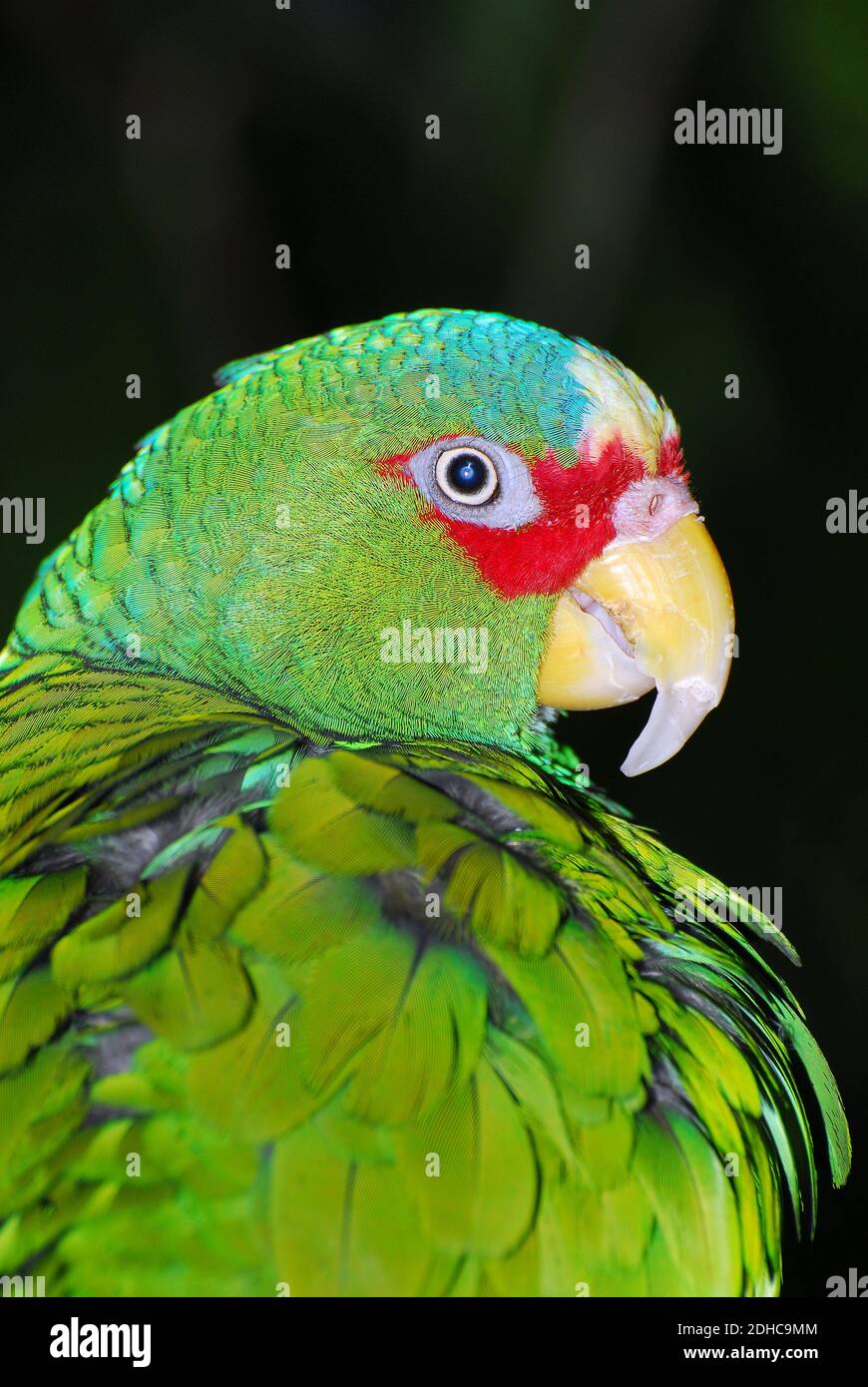 White-fronted amazon, spectacled amazon parrot, Weißstirnamazone ...