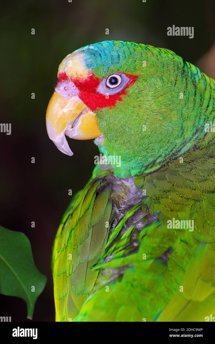 White-fronted amazon, spectacled amazon parrot, Weißstirnamazone ...