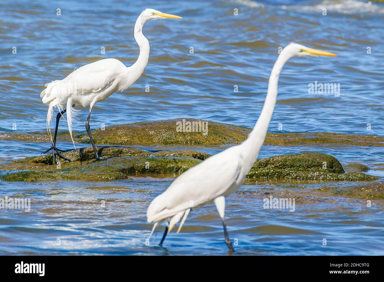 White Storks At Coast Beach, Montevideo, Uruguay Stock Photo - Alamy