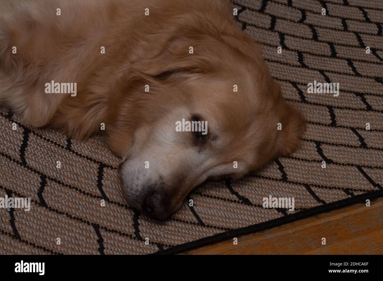 Headshot furry hi-res stock photography and images - Alamy