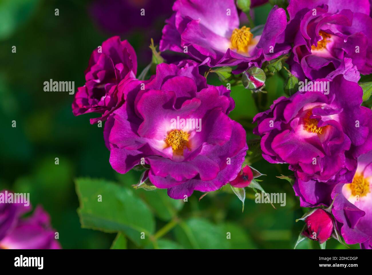 Full bloom magenta roses hi-res stock photography and images - Alamy