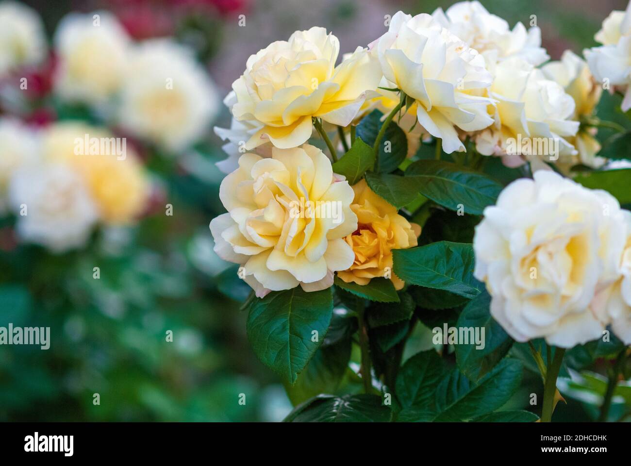 Garden roses with delicate yellow and camellia pink blooms, moderately ...