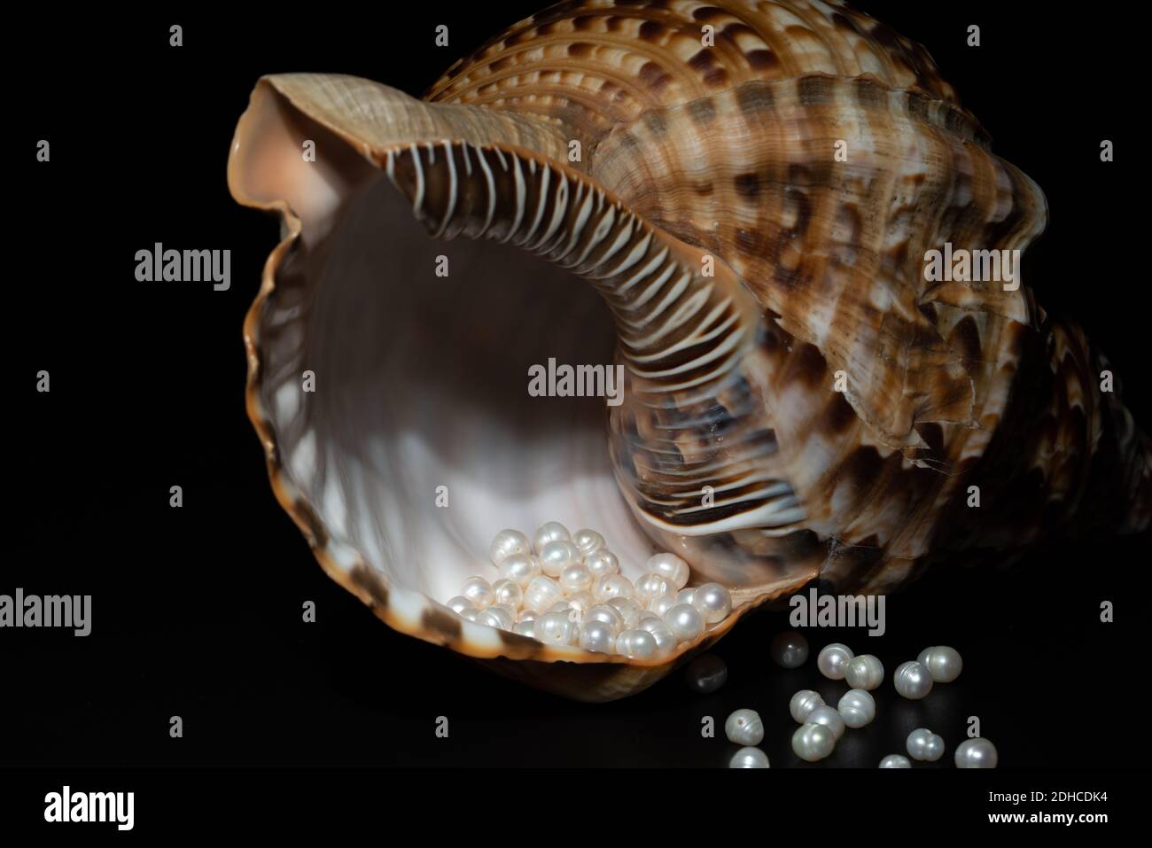 Shell close up hi-res stock photography and images - Alamy