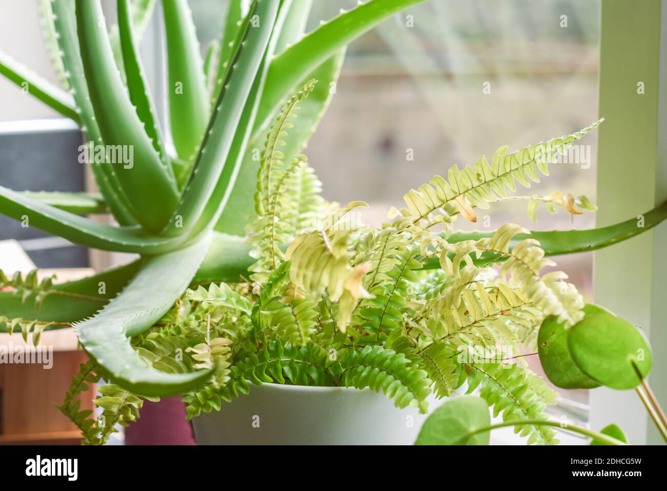 Small house plants in pots in a home interior room on the kitchen ...
