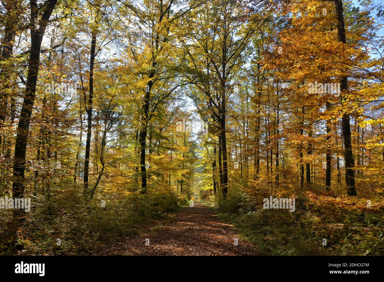 Southern black forest nature park hi-res stock photography and images ...