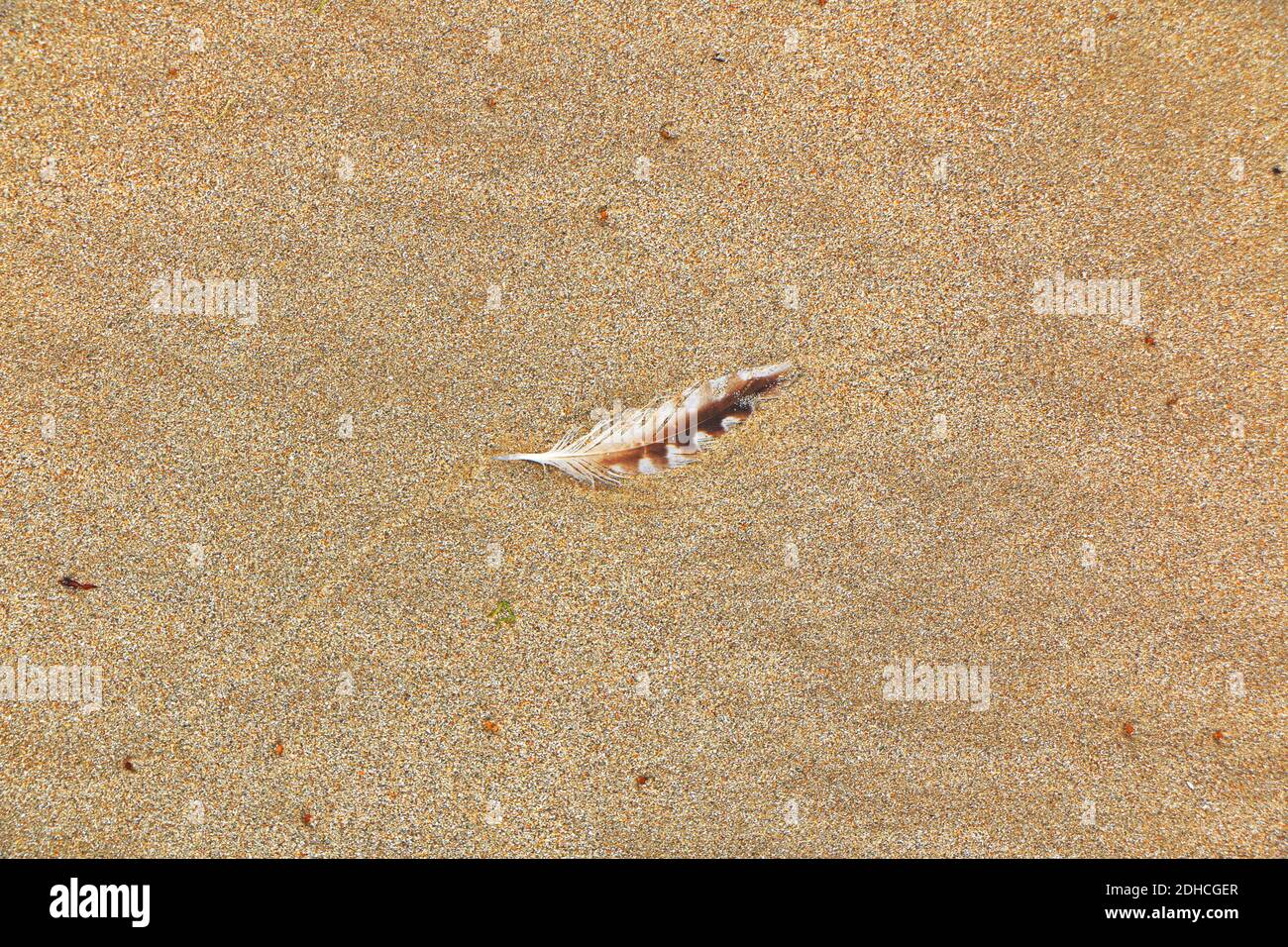 Feather on the sandy beach Stock Photo - Alamy