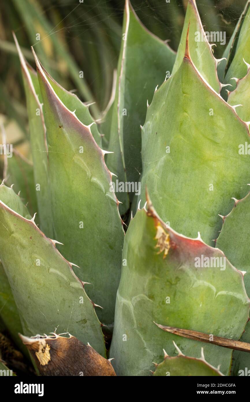 Close up natural representation of Agave Parrasana plant. Structures ...