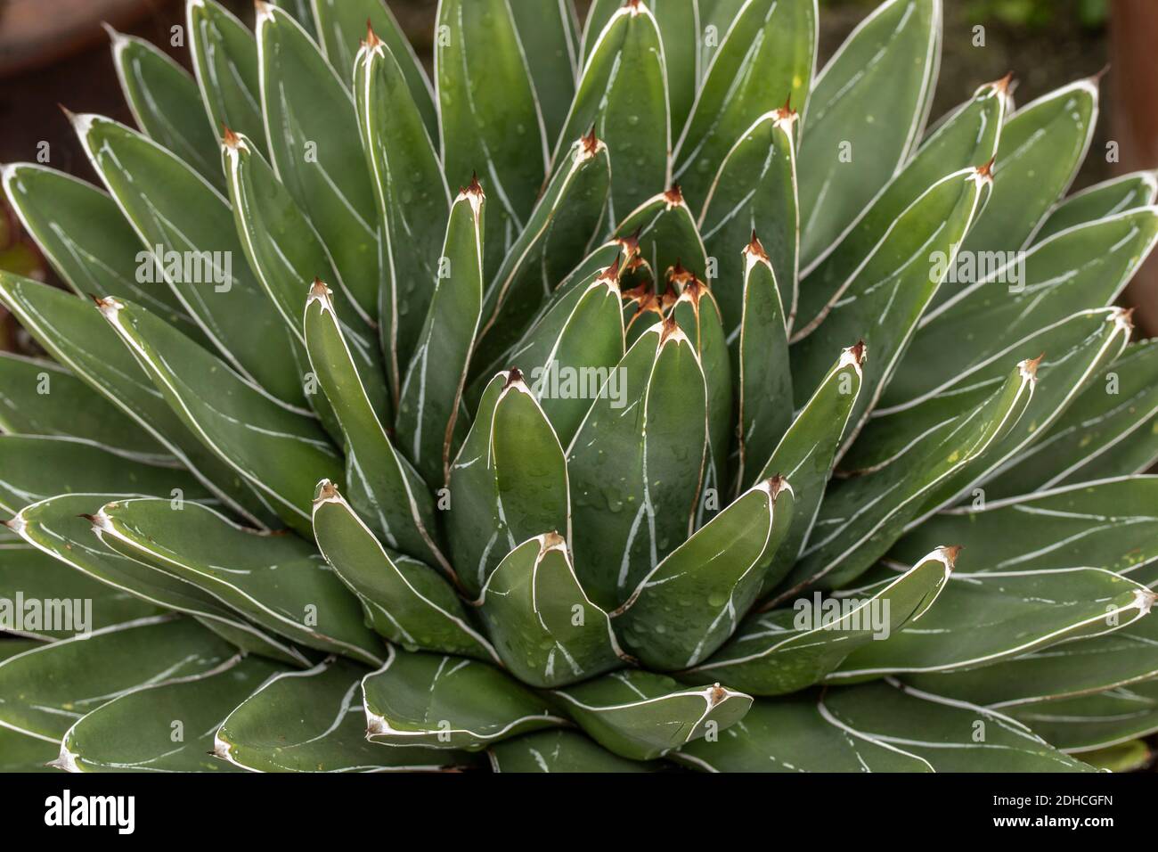 Agave Victoriae Reginae showing shape and revealing texture Stock Photo ...