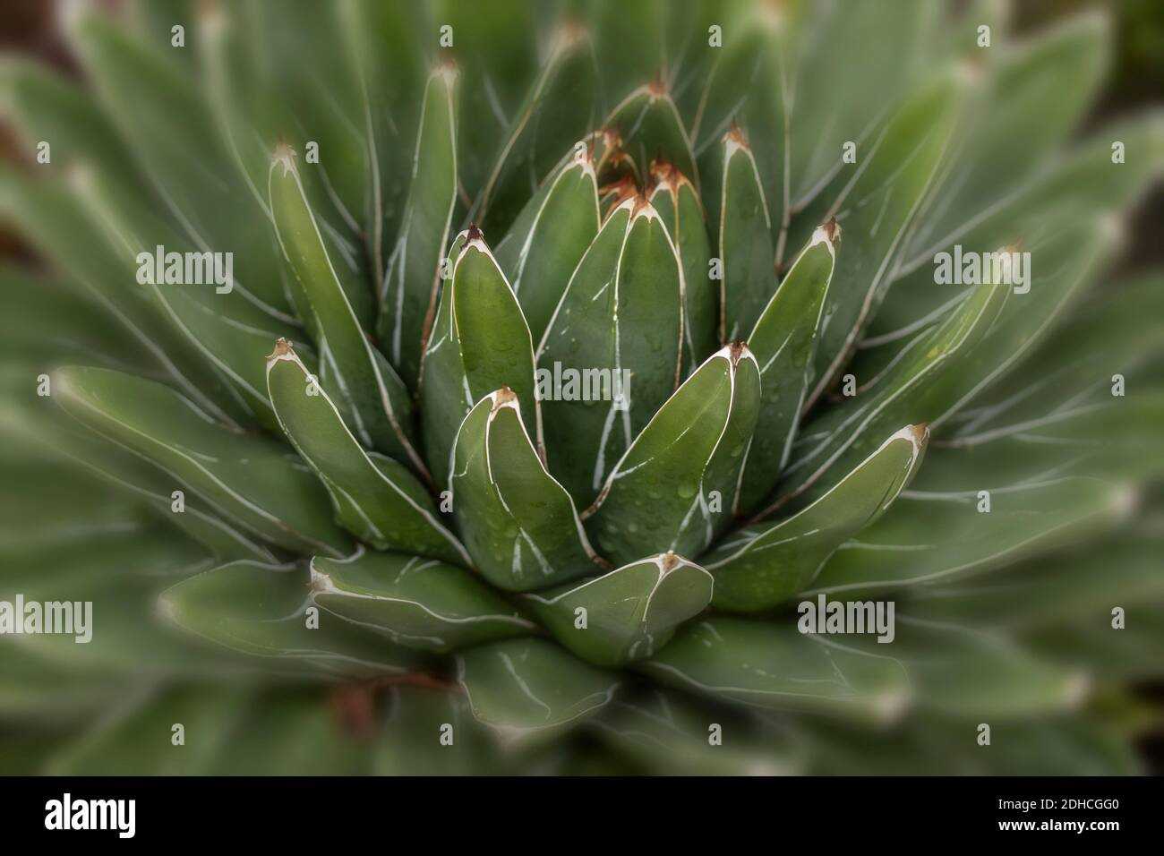 Agave Victoriae Reginae showing shape and revealing texture Stock Photo ...