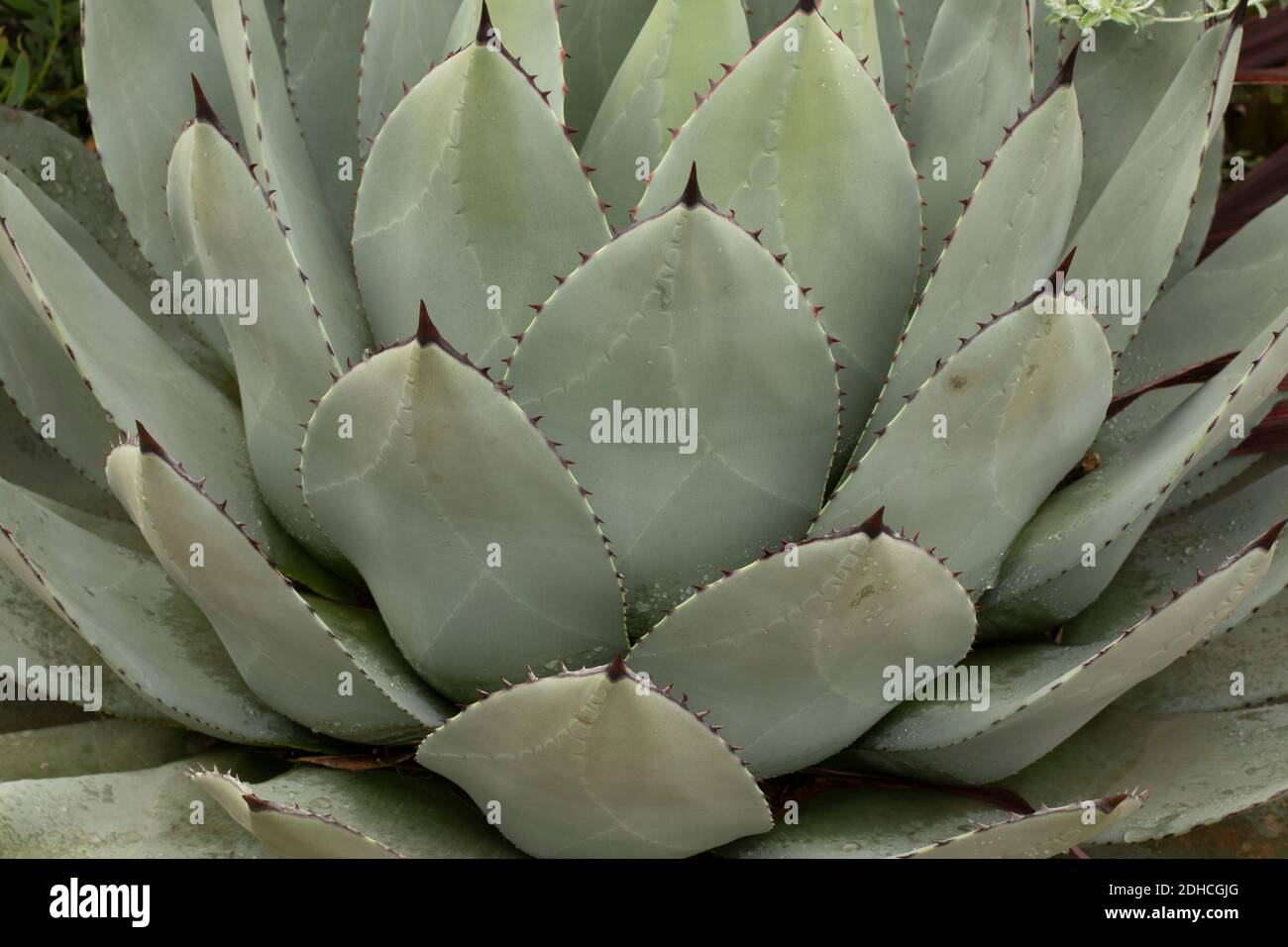Agave Parryi Huachucensis in close-up, patterns and textures in nature ...