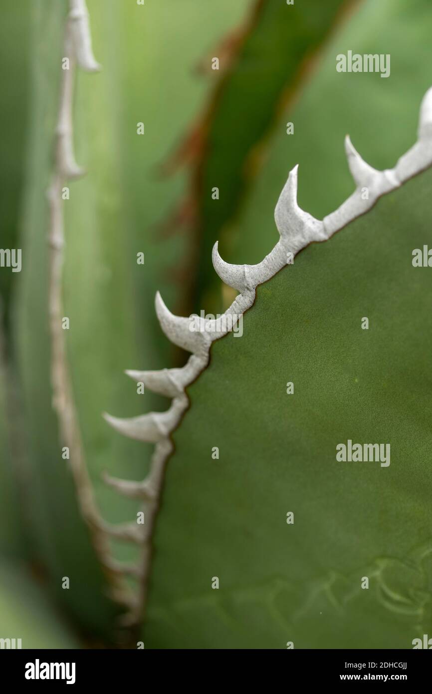Agave Titanota in close-up, showing patterns and textures in nature ...