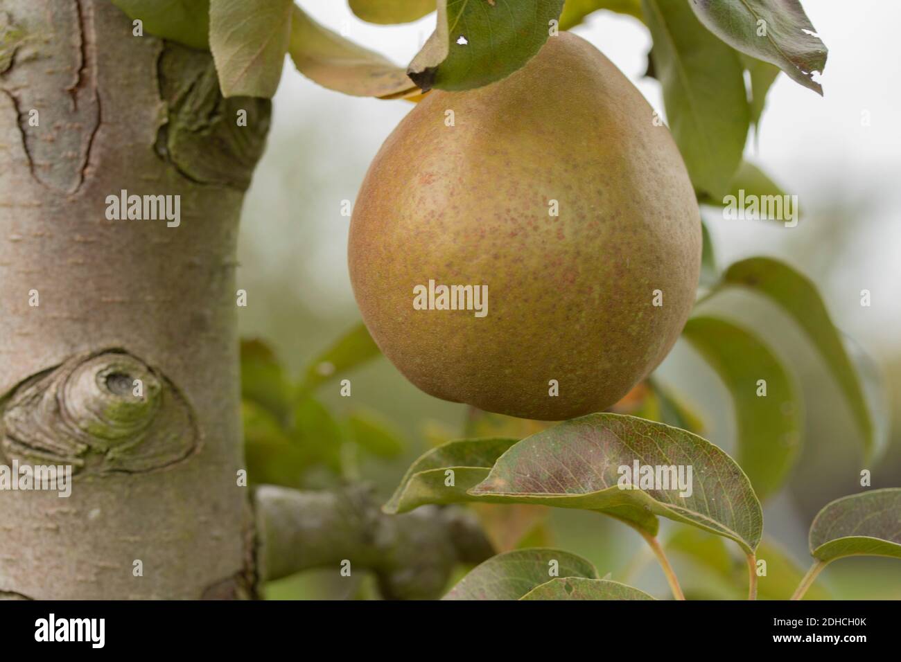Pyrus (Pear) communis 'Black Worcester' Stock Photo - Alamy