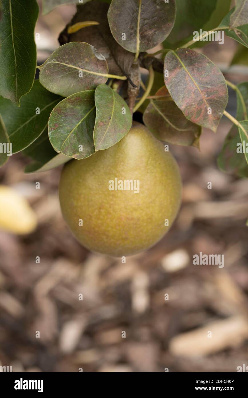 Pyrus (Pear) communis 'Black Worcester' Stock Photo - Alamy