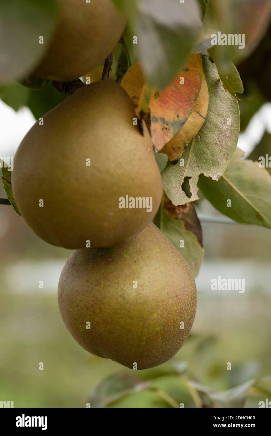 Black worcestershire pear hi-res stock photography and images - Alamy