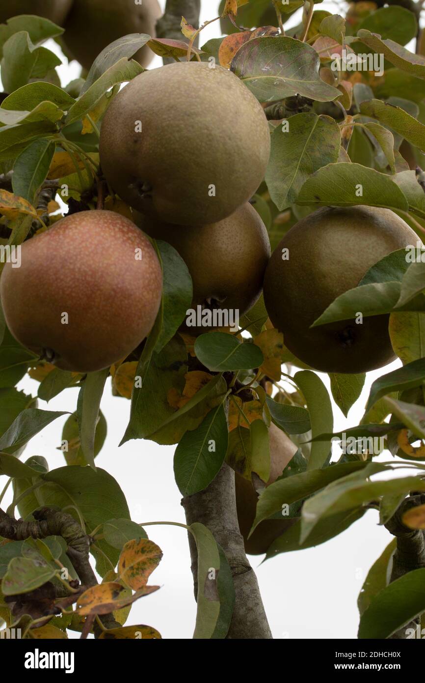 Pyrus (Pear) communis 'Black Worcester' Stock Photo - Alamy