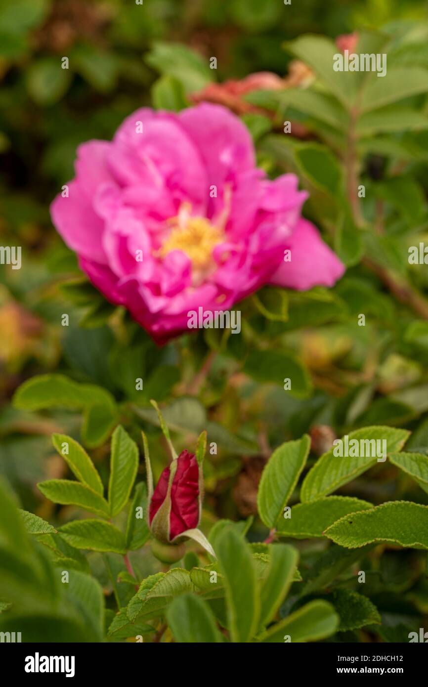 Rosa ‘Foxy Lady’ bloom(s) and foliage, natural flower/plant ...