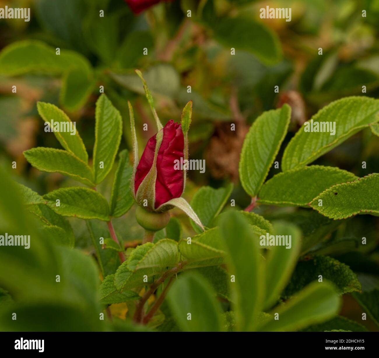 Rosa ‘Foxy Lady’ bloom(s) and foliage, natural flower/plant ...