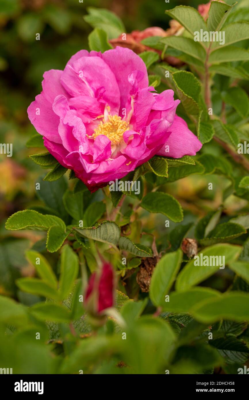 Rosa ‘Foxy Lady’ bloom(s) and foliage, natural flower/plant ...