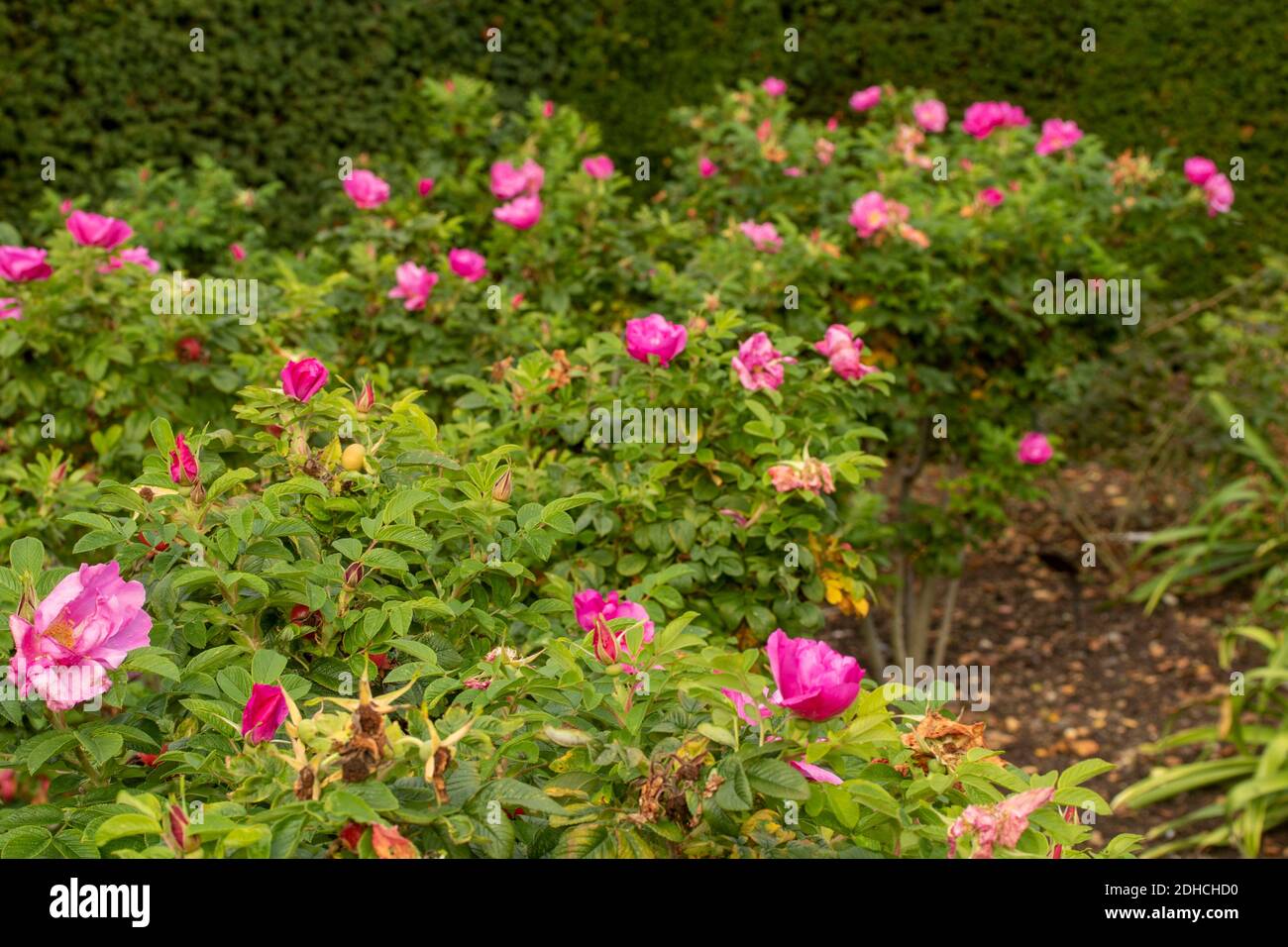 Rosa ‘Foxy Lady’ bloom(s) and foliage, natural flower/plant ...