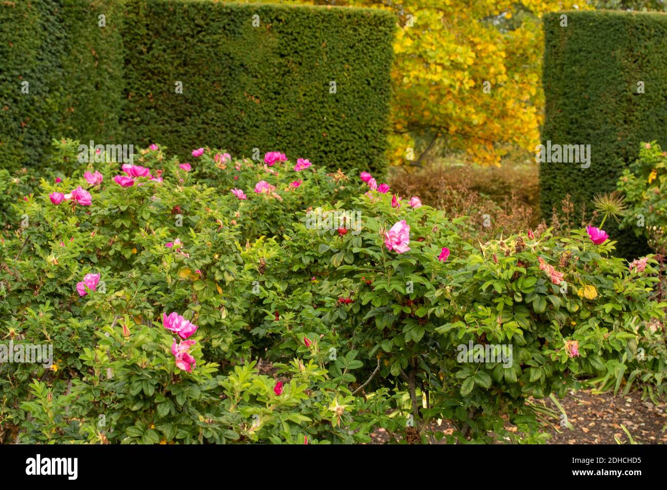Rosa ‘Foxy Lady’ bloom(s) and foliage, natural flower/plant ...