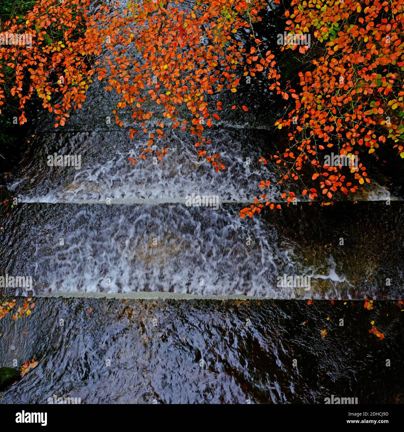Salmon fish ladder hi-res stock photography and images - Alamy