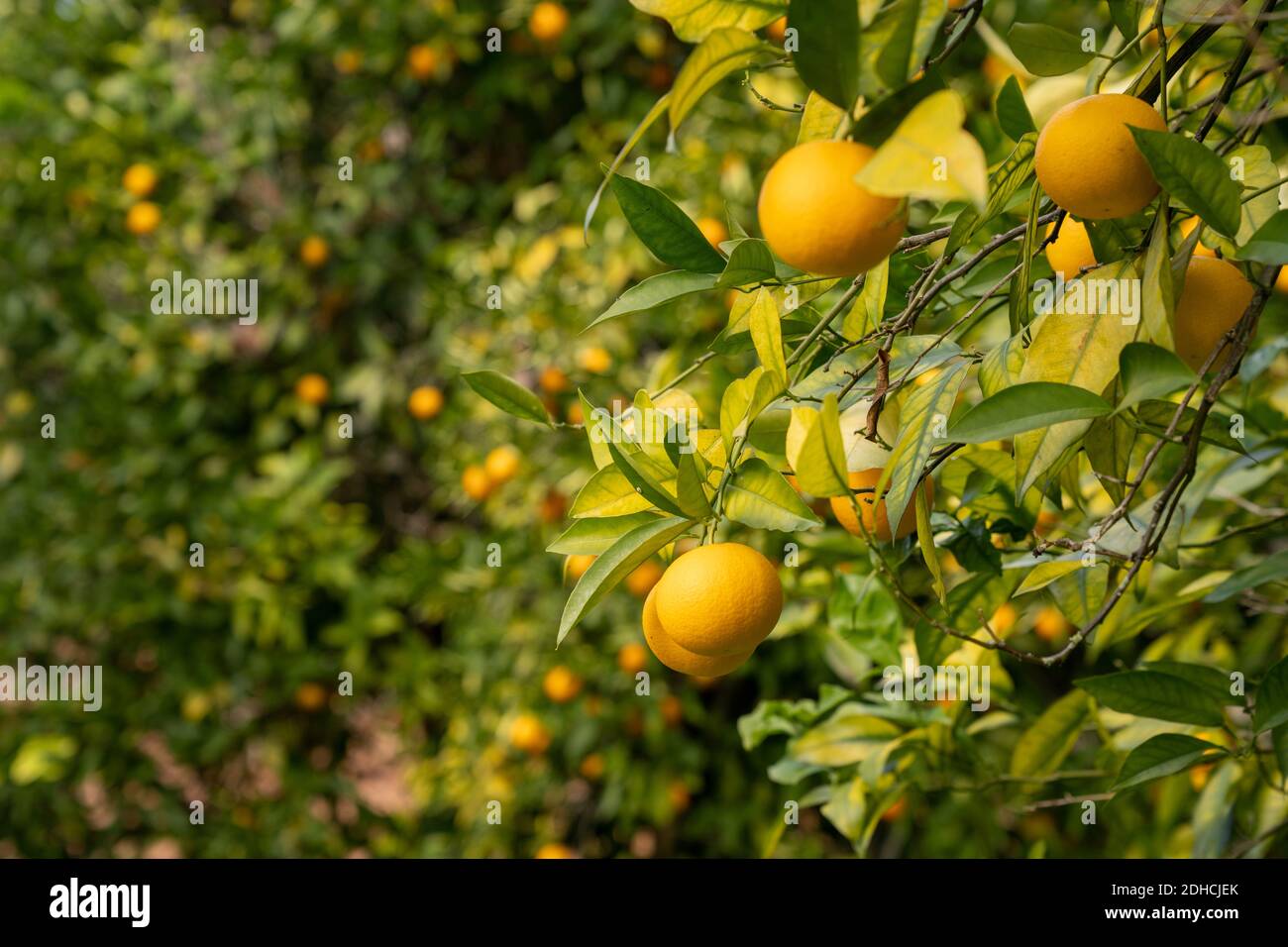 Fuite trees hi-res stock photography and images - Alamy