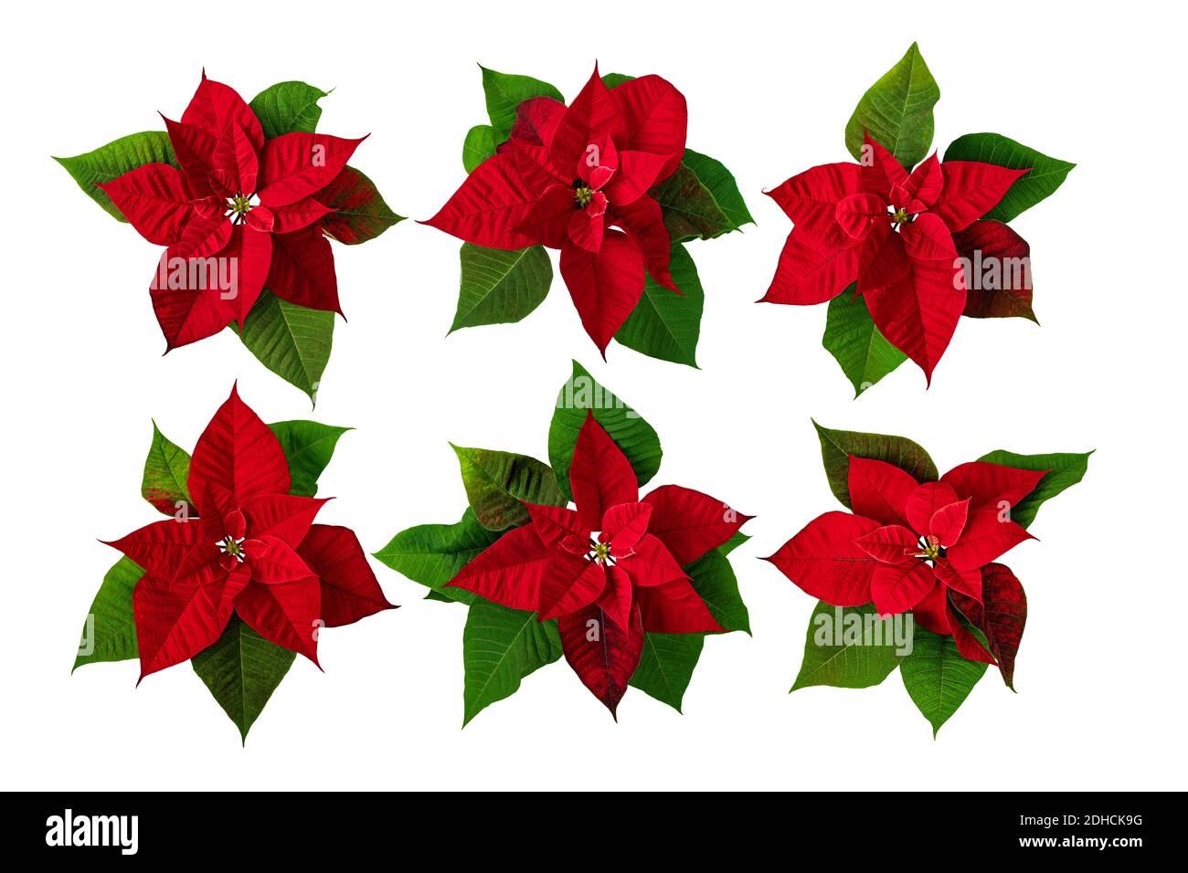 Poinsettia Christmas Eve flowers set isolated on white. Flor de Pascua ...