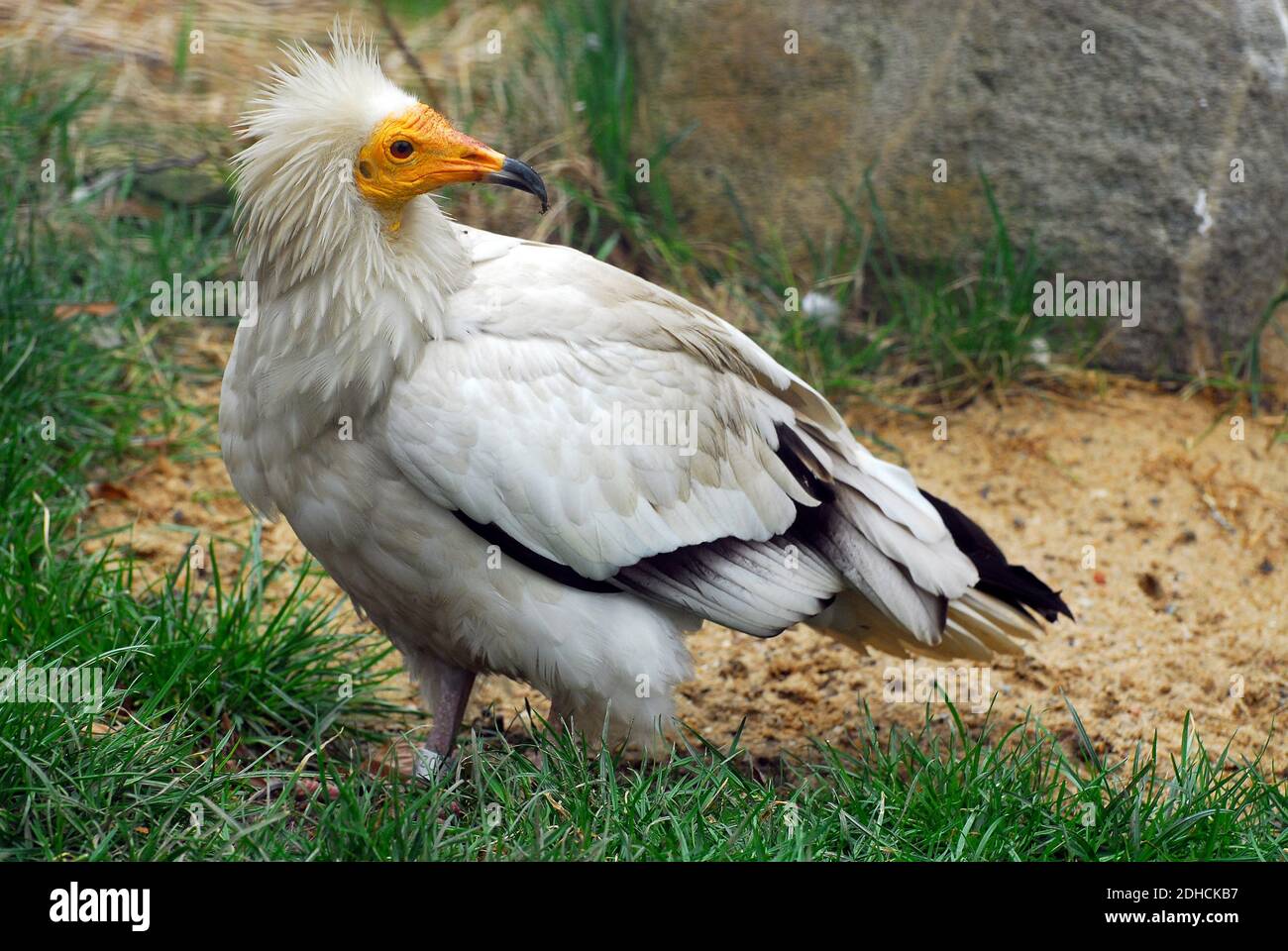 Egyptian vulture, white scavenger vulture or pharaoh's chicken ...