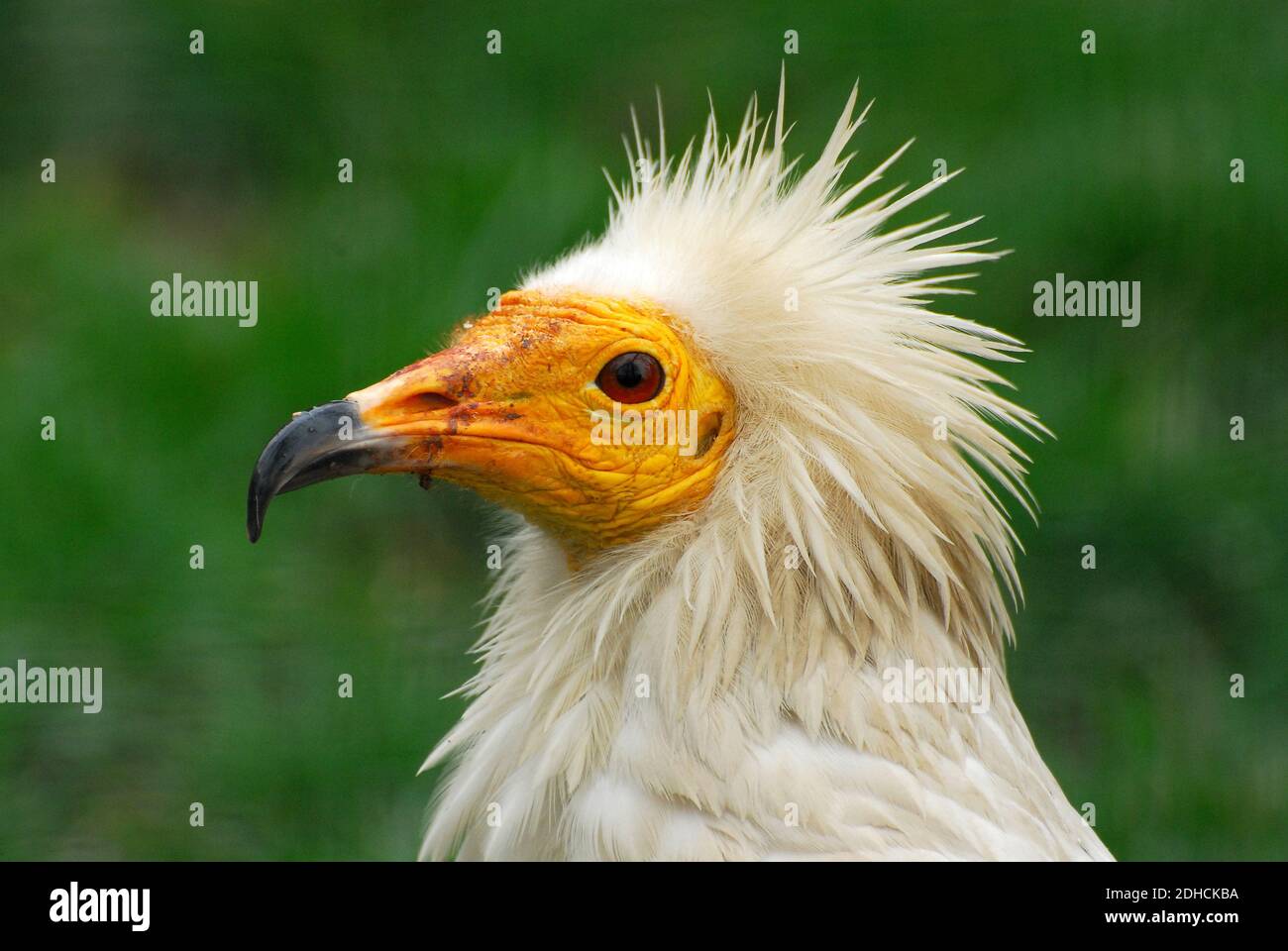 Egyptian vulture, white scavenger vulture or pharaoh's chicken ...